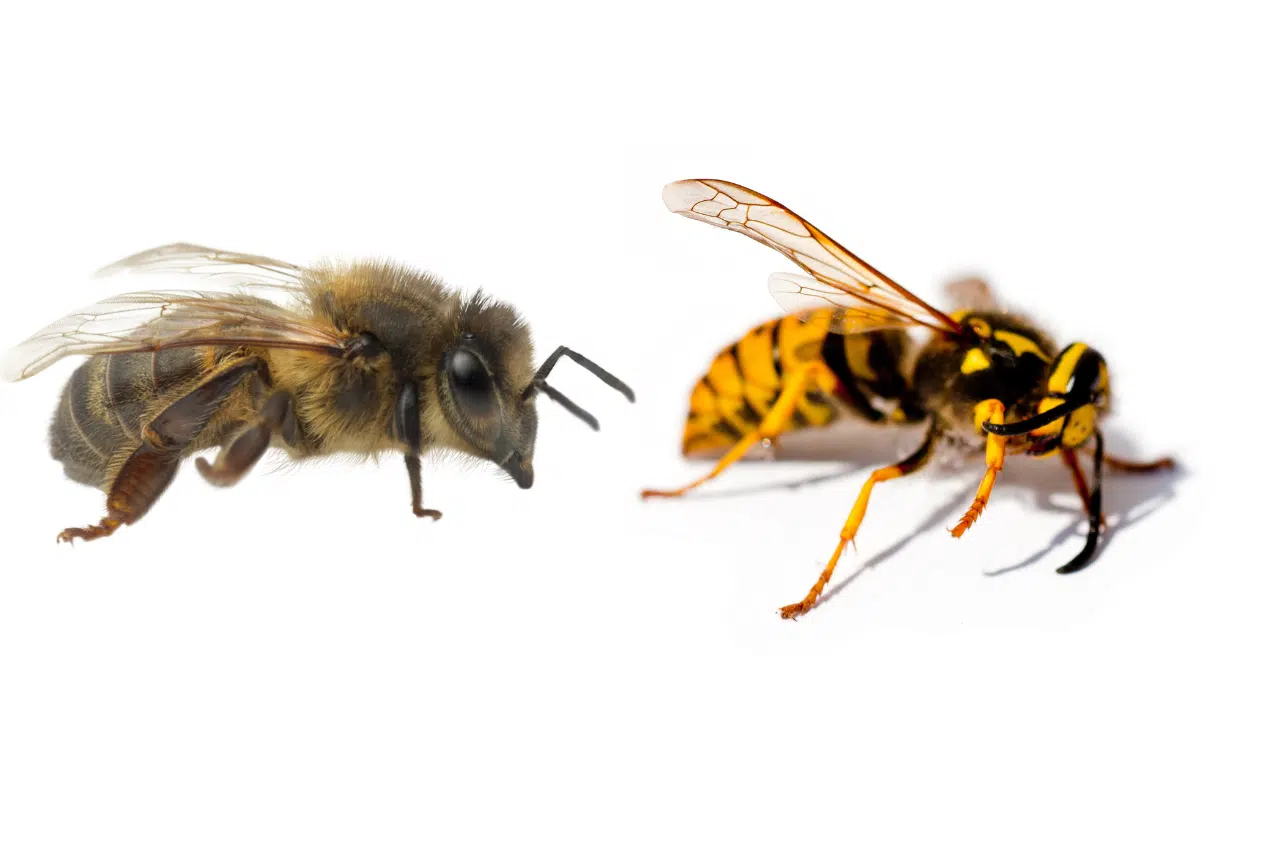 Differenza Ape e Vespa: Cosa c'è da sapere?