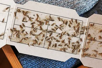 Disinfestazione Tarme: Eliminazione sicura e garantita