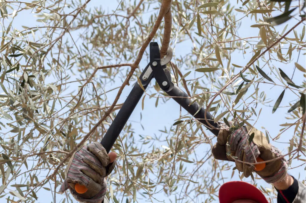 Potatura Ulivo: Guida per una corretta potatura