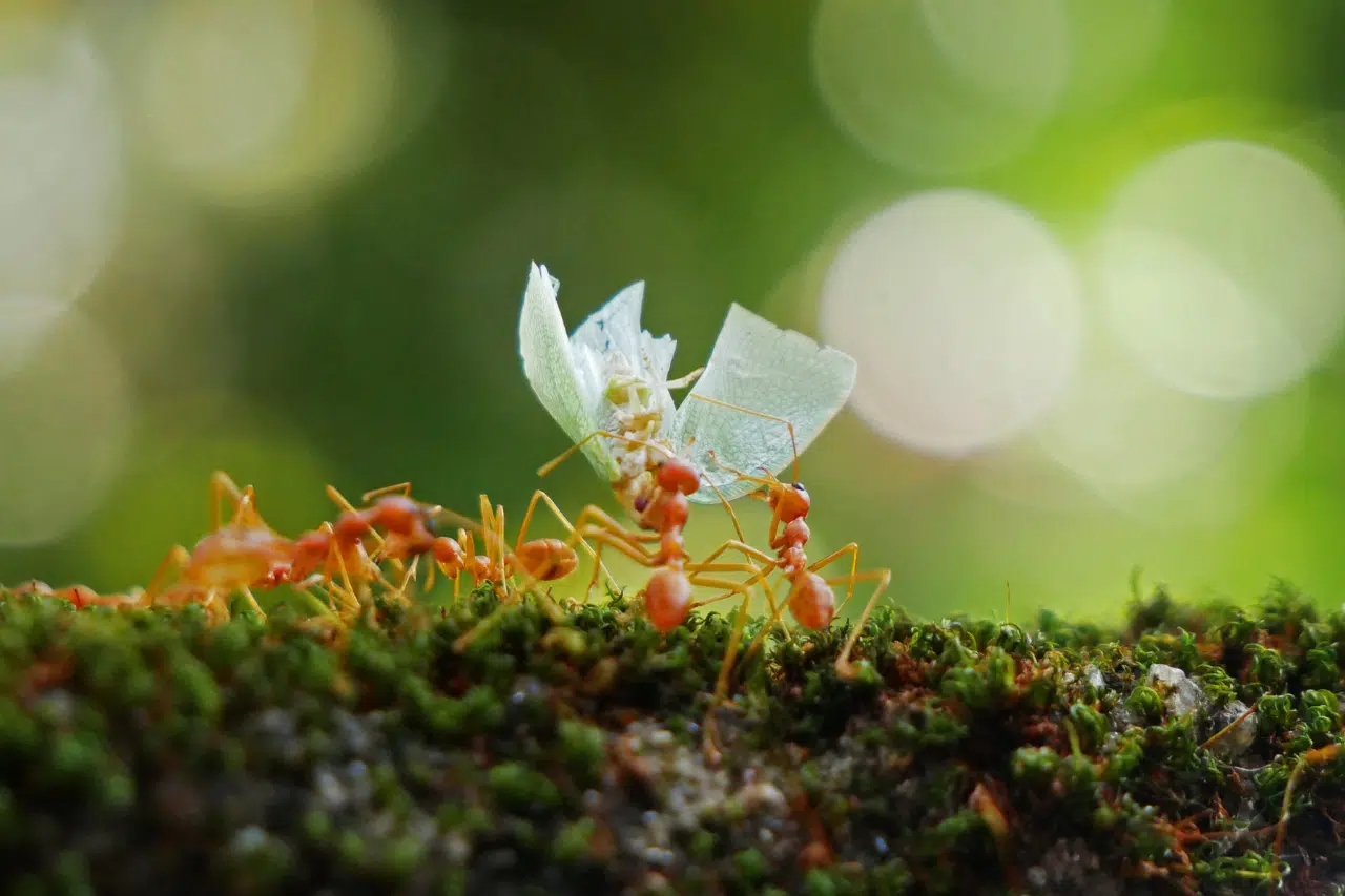 Formiche Rosse: caratteristiche, habitat e curiosità