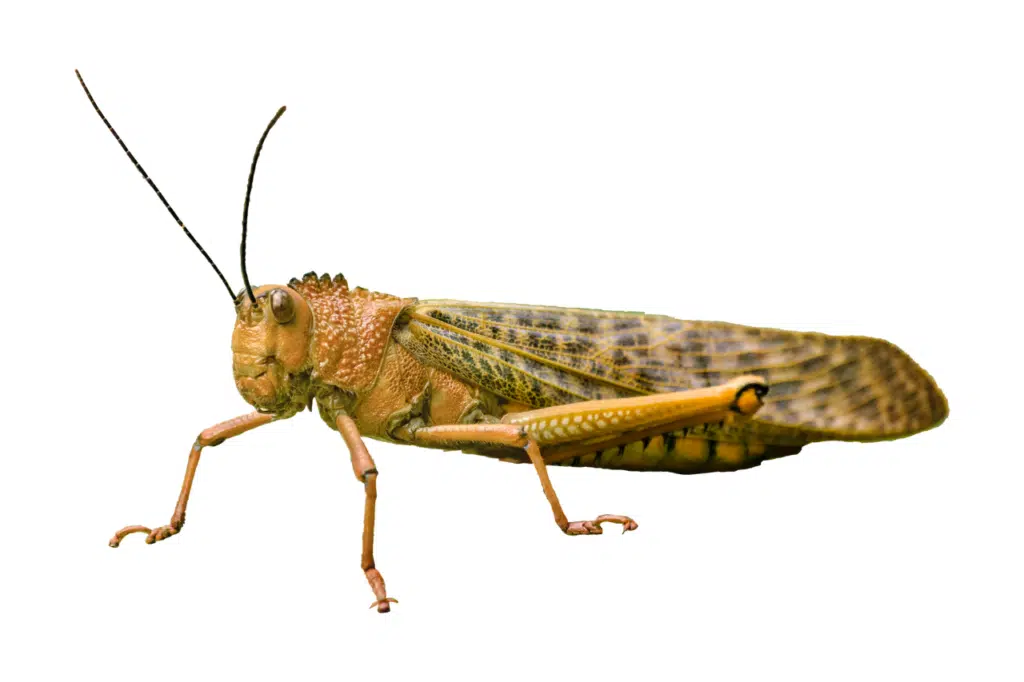 Insetti Infestanti: Riconoscimento e Prevenzione