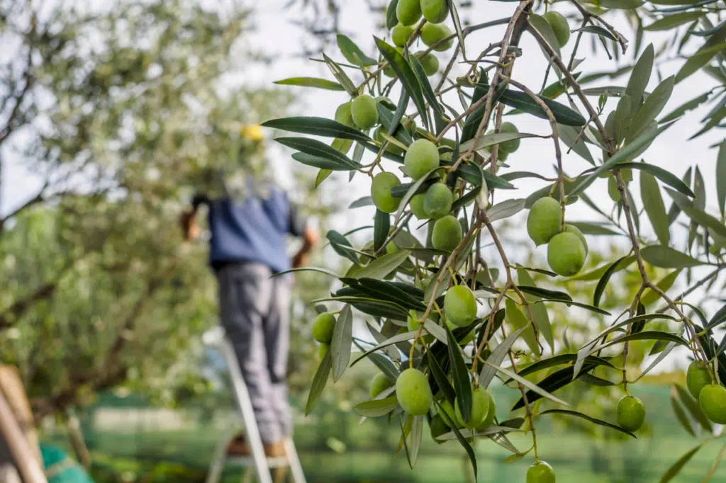 Potatura Ulivo: Guida per una corretta potatura