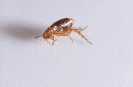 Disinfestazione Pulci: La soluzione definitiva!