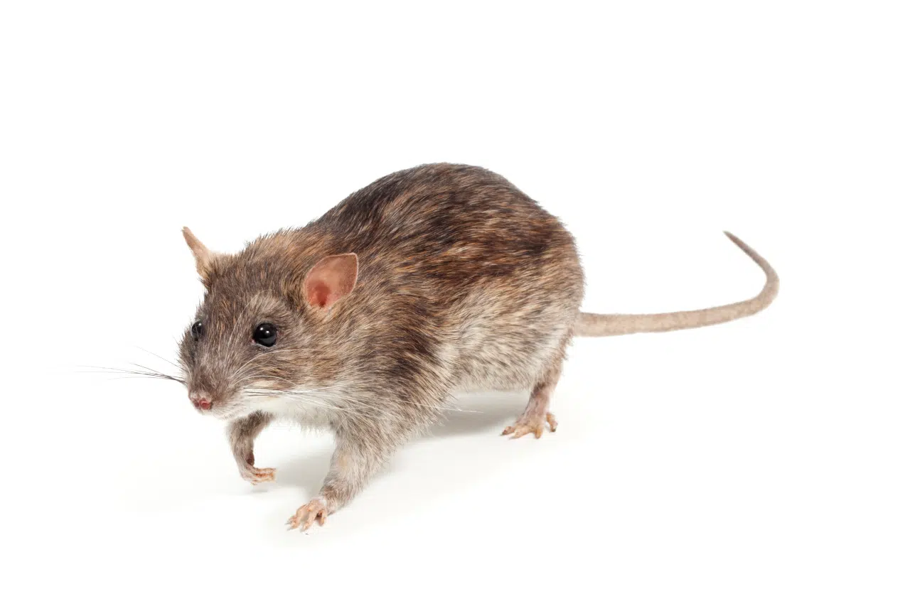 Rischi e Prevenzione: Malattie Trasmesse dai Topi