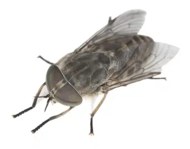 Disinfestazione Tafani: soluzioni efficaci per i tuoi spazi